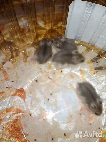 Джунгарский хомяк