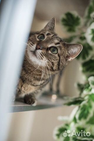 Зеленоглазая красавица Ксюша ждёт новую семью