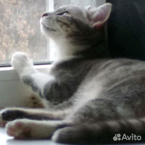 Котик капитан