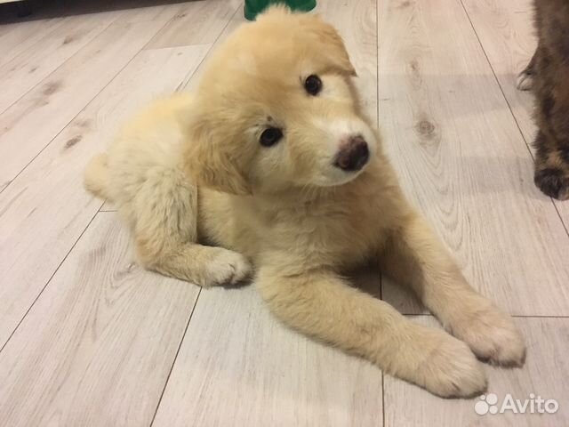 Щеночек в дар