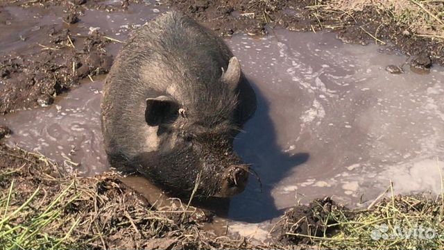 Вьетнамский вислобрюхий производитель