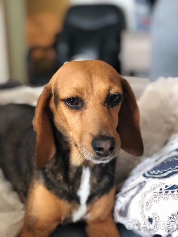 Метис охотничей