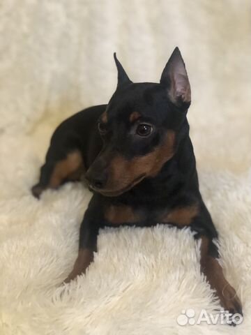 Цвергпинчер вязка