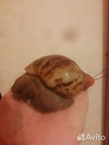 Улитка архахатина маргината сутуралис стандарт