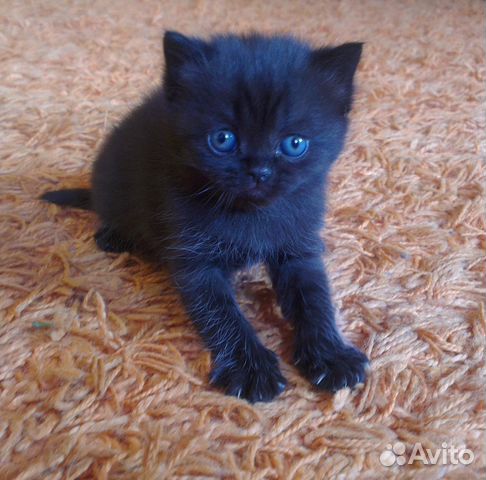 Шотландские страйты девочки