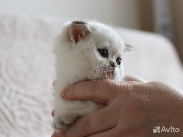 Роскошная кошечка страйт с фиалковыми глазками