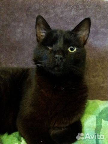 Чудом спасенный котик ищет своего Человека