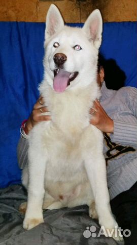 Хасенок, мальчик