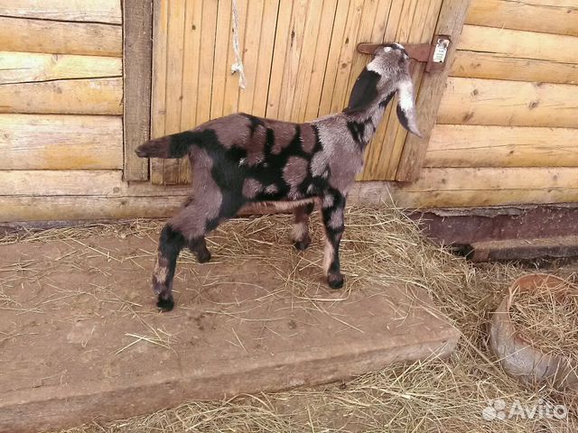 Козочка нубийская расписная