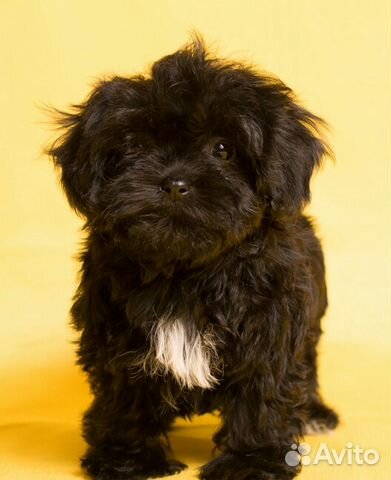 Щенок цветной болонки