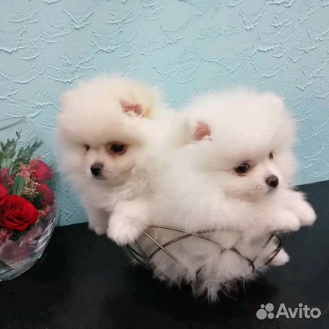 Пумпончики