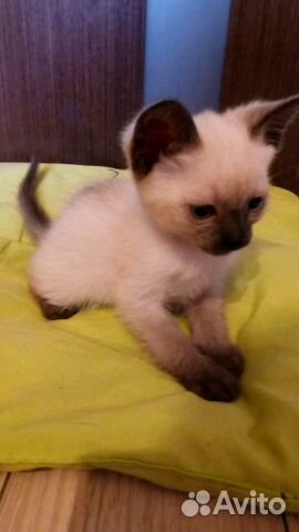Сиамский котёнок (девочка)