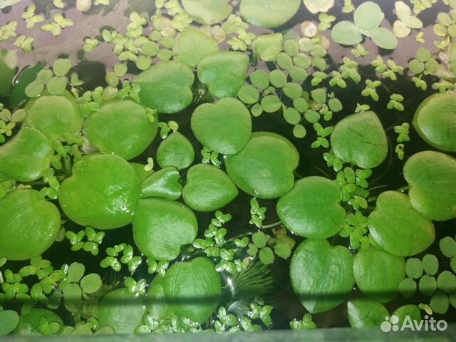 Аквариумные растения, ампулярии