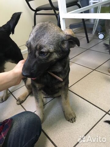 Щенки ищут дом