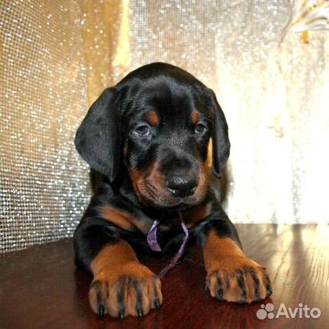 Доберманчики