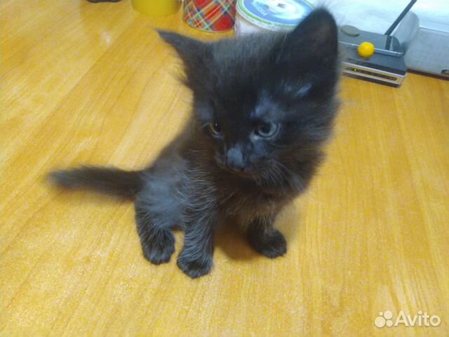 Котенок Пепельный окрас 2 Месяца (Бесплатно)