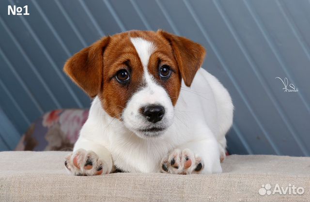 Брутальные парнишки ищут дом