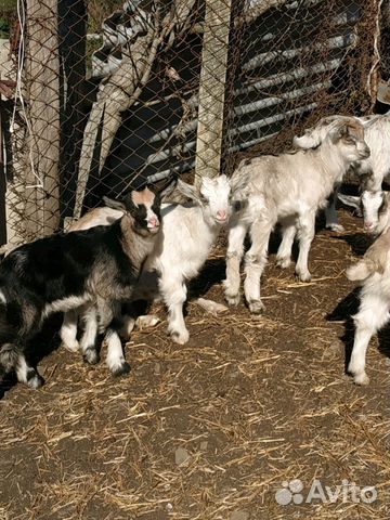 Продам козлят