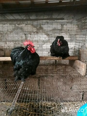 Карликовый кохинхин