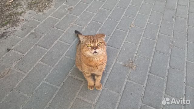 Приблудился котик