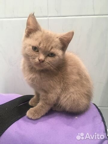 Британский лиловый котёнок