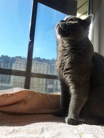 Кот, Вязка, Британец, Британской породы, Котик