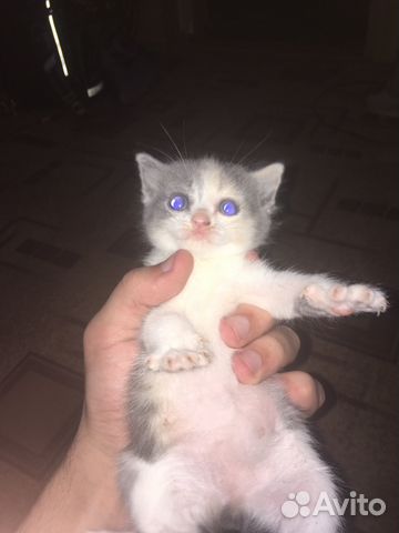 Продам котят