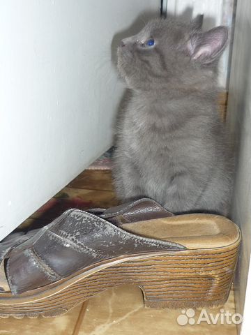 Юный котик