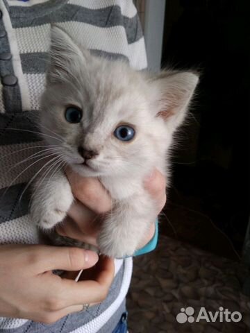 Красивая кошка голубые глазки