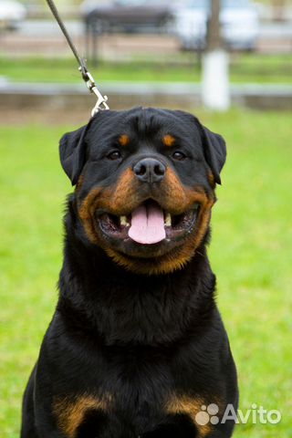 Ротвейлерята