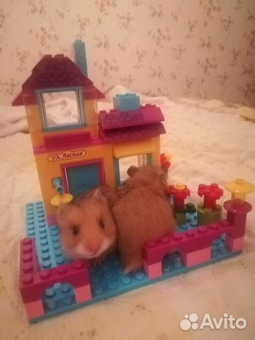 Хомячки