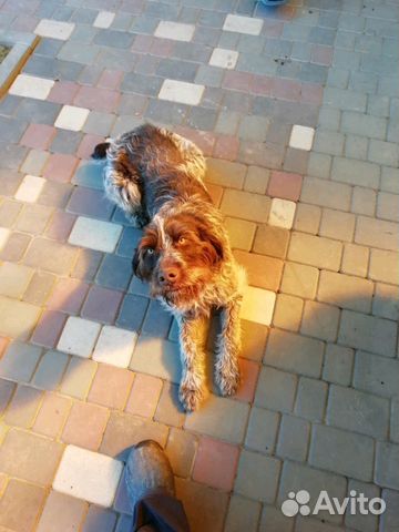 Ищем девочку драатхар