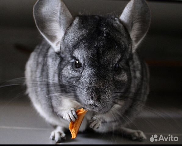 Мини-ферма Шиншилл Остатки 22шт