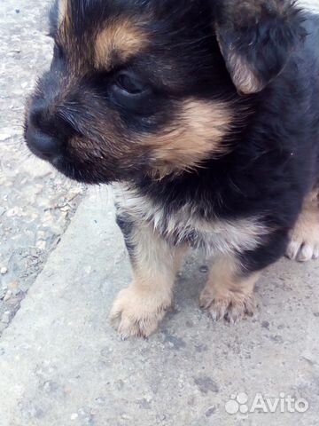 Щенок немецкой овчарки