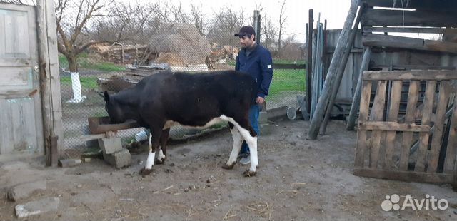 Продается первотелка год и два месяца не стельная