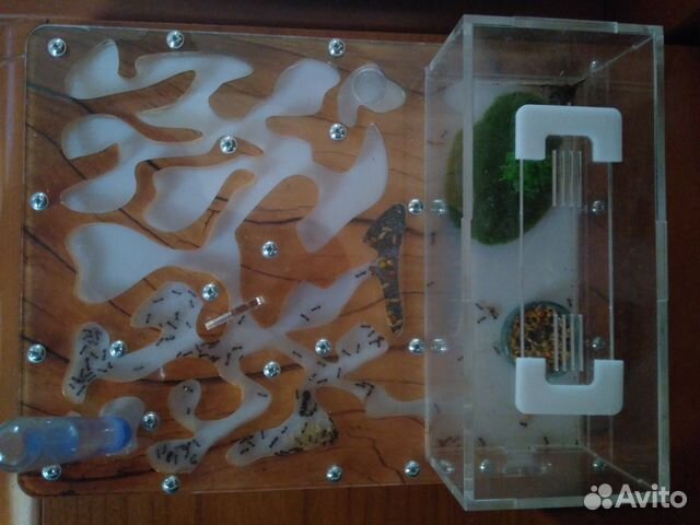 Муравьиная ферма (Формикарий) с муравьями