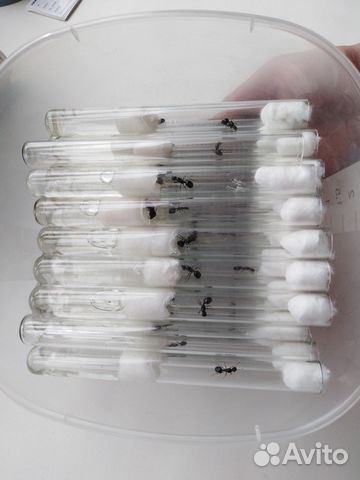 Messor муравьи