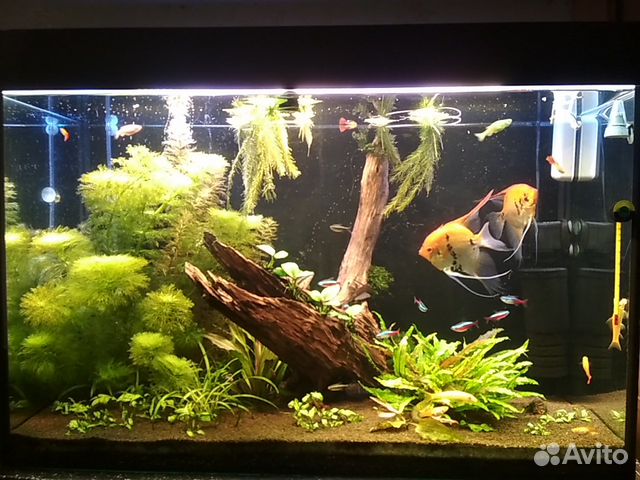 Растения, водоросли в аквариум. Улитки ампулярия