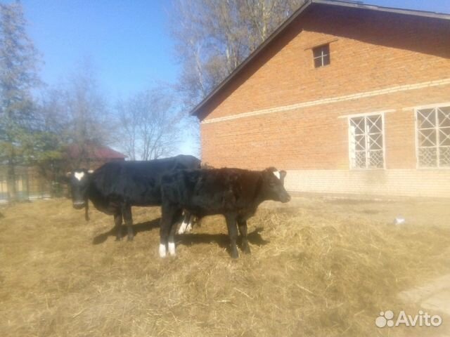 Бычок на доращивание