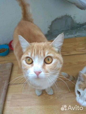 Котик Янтарь