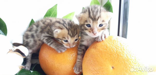 Для будущих владельцев бенгала