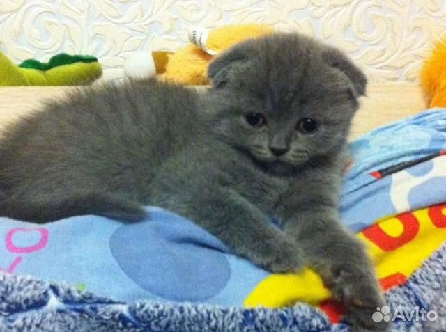 Котенок Британец вислоухий