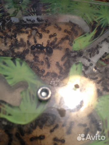 Муравьи,Messor Denticulatus