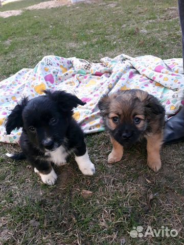 Продам щенков