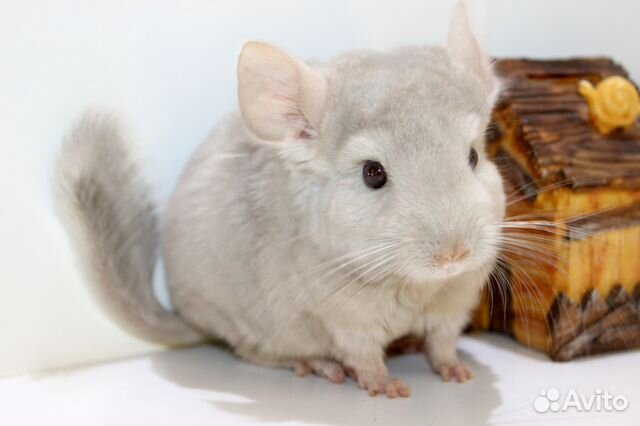 Шиншилла Пастель очень светлая эбони мальчик
