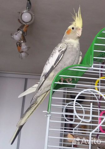 Отдам попугая Кареллу