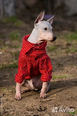 Американский голый терьер