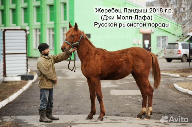 Лошади русской и орловской рысистой породы