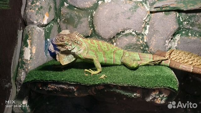 Отдам Игуану зелёную 2 года