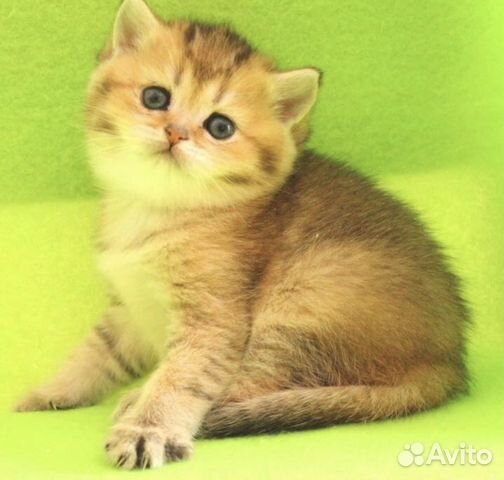 Котята золотой шиншиллы
